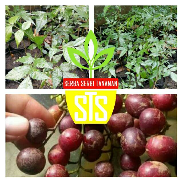 Jual bibit tanaman langka tenggulun - trenggulun | Shopee Indonesia Jual bibit tanaman langka tenggulun - trenggulun | Shopee Indonesia