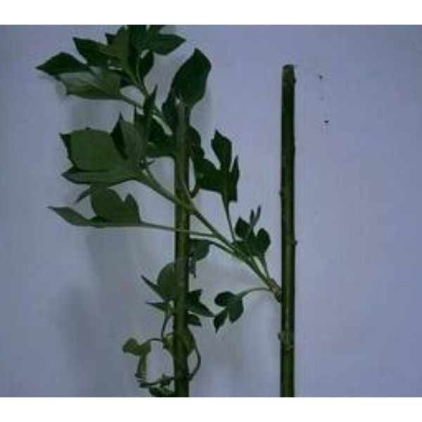 Jual Bibit Stek Batang Daun Insulin 1 Kg - gratis daun insulinnya 10 ...
