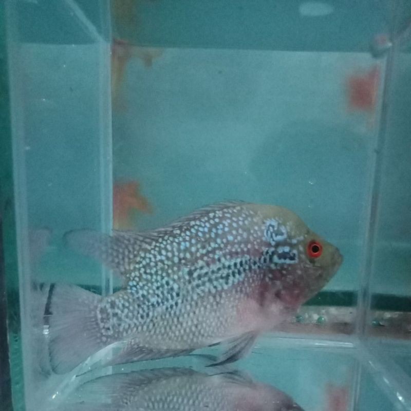 Jual IKAN HIAS LOHAN SRD x CENCEU LOKAL SIZE REMAJA 13CM LOUHAN ...