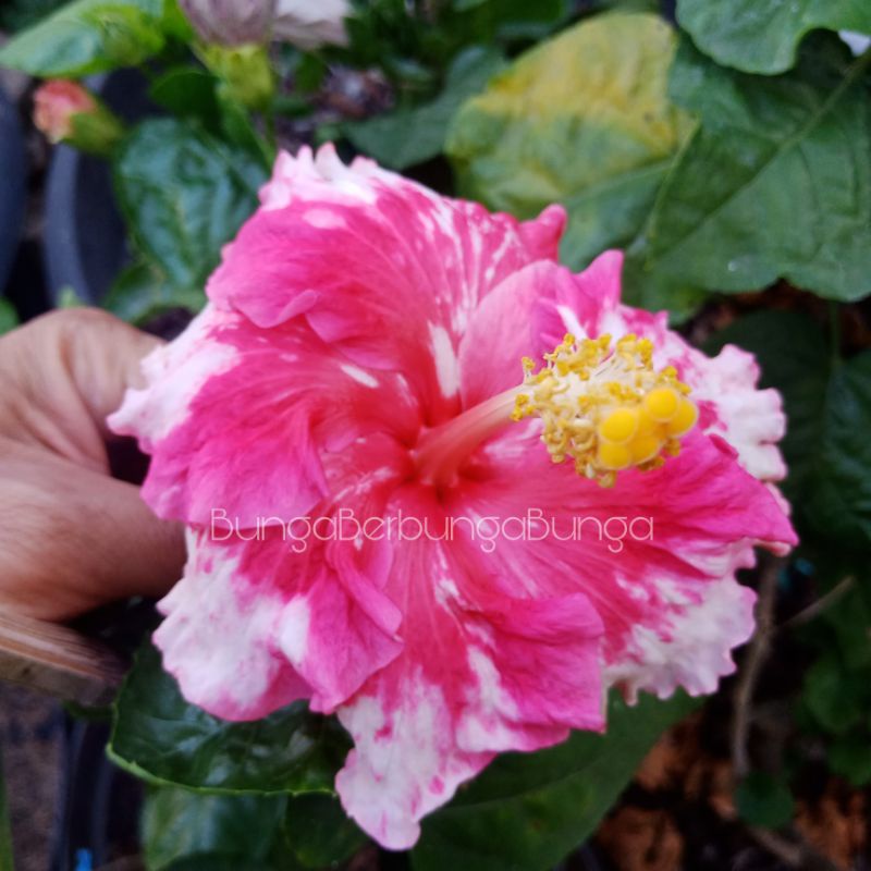 Jual Tanaman hias outdoor bunga sepatu warna baru HPBW tanaman hidup ...