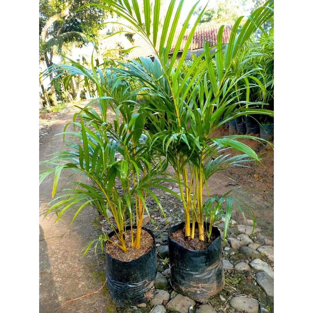 Jual Palem Kuning Tanaman hias Palem kuning Tunas bibit Purworejo ...