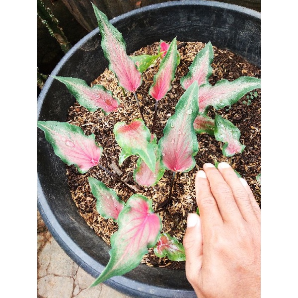 Jual Keris Lidah api | Shopee Indonesia