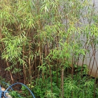 Jual TANAMAN LIANG LAU / POHON PELINDUNG LIANG LIU JANDA MERANA 1 METER ...