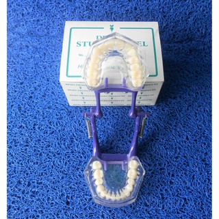 Jual Dental Study Model Hero Phantom Gigi Transparan Akrilik Indonesia ...