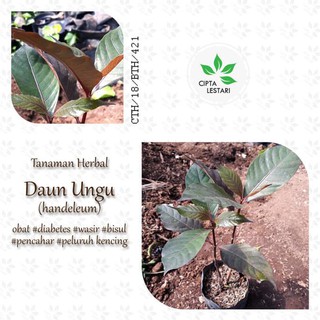 Jual Pusat Benih Tanaman. Paket 5 Bibit Pohon Daun Ungu Hemat - Tanaman ...