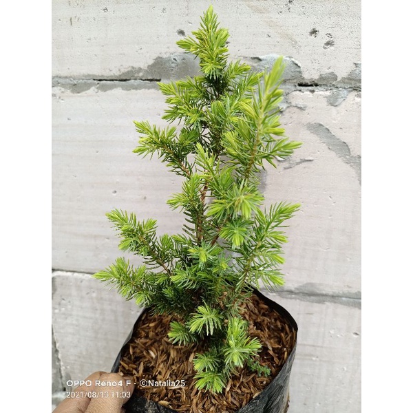 Jual pohon cemara buaya yellow / kuning tanaman murah | Shopee Indonesia