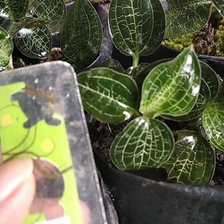 Jual Anggrek Permata ( Jewel Orchid ) Macodes | Shopee Indonesia