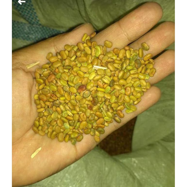 Jual Bibit Buah 2 Ons Benih Biji Kembang Bunga Turi Turi | Shopee Indonesia