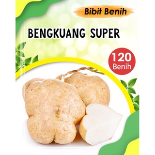 Jual Benih bengkoang super 120 biji / bibit bengkuang unggul | Shopee ...