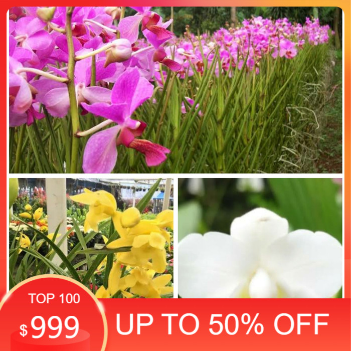 Jual Paket murah !! 3 tanaman hias anggrek tanah putih - ungu - kuning ...