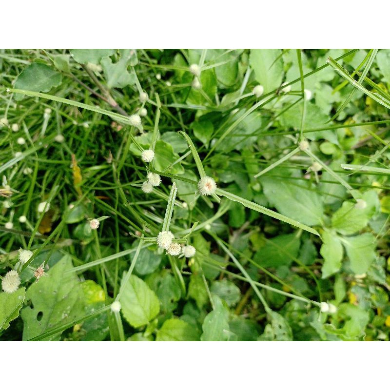 Jual Tanaman herbal rumput pendul | Shopee Indonesia