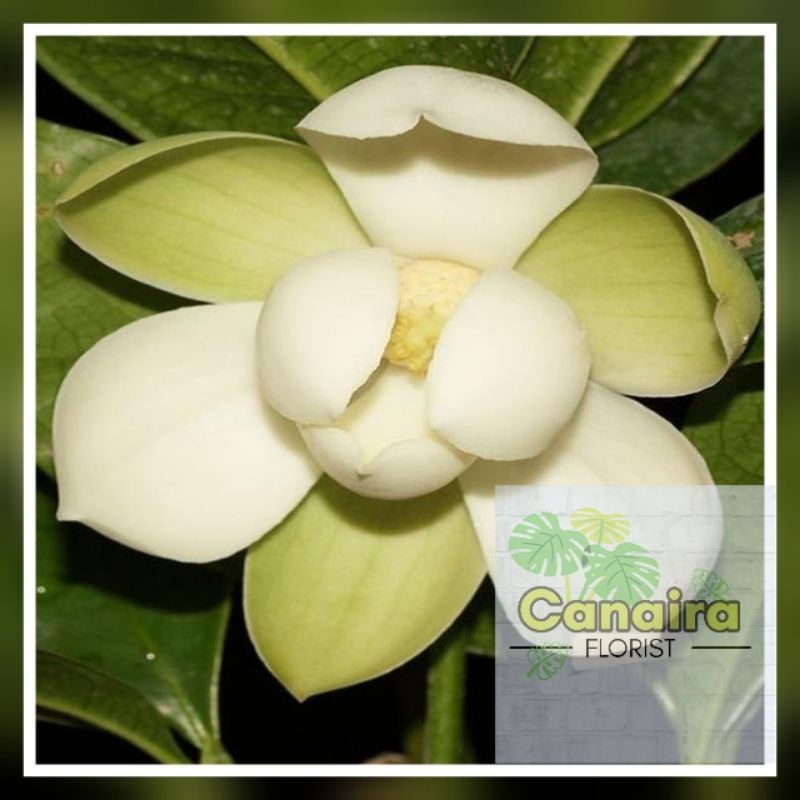 Jual Bibit Tanaman Hias Cempaka Telor Putih(Magnolia Coco) Indonesia ...