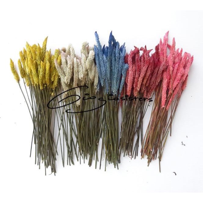 Jual Dried Boroco WARNA | Dried Flamingo Feather | Dried Plumed Celosia ...
