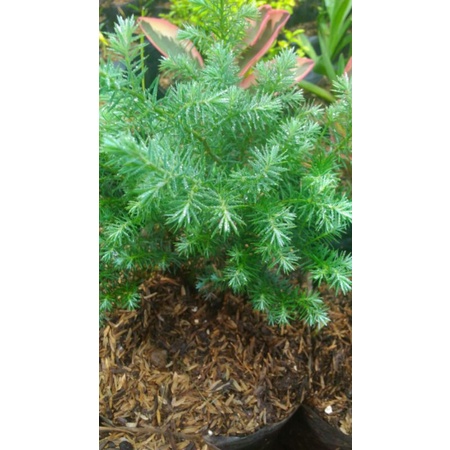 Jual Cemara embun tanaman hias | Shopee Indonesia