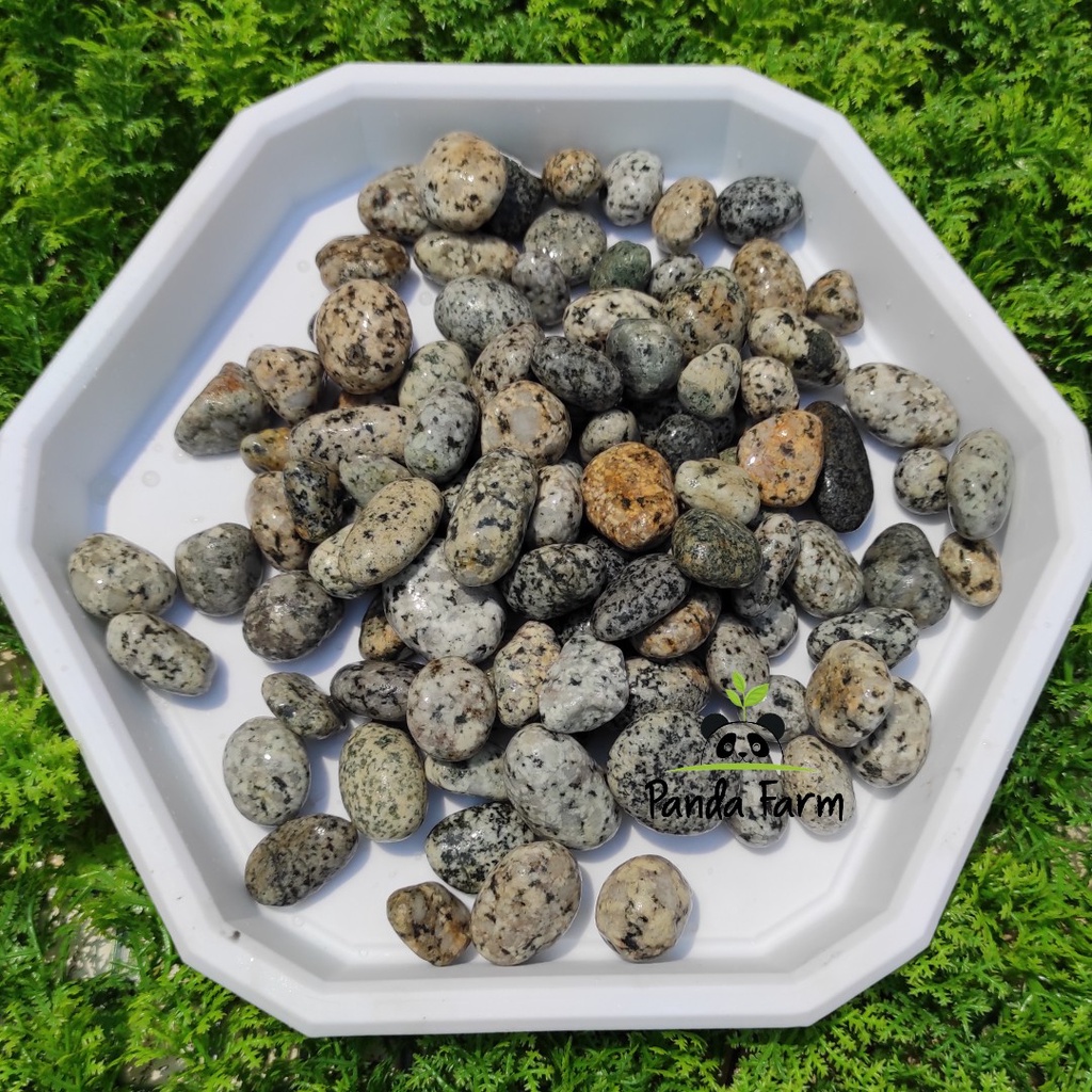 Jual Batu Alam Koral Tabur Kerikil Hias Telur Puyuh - 1 Karung | Shopee ...