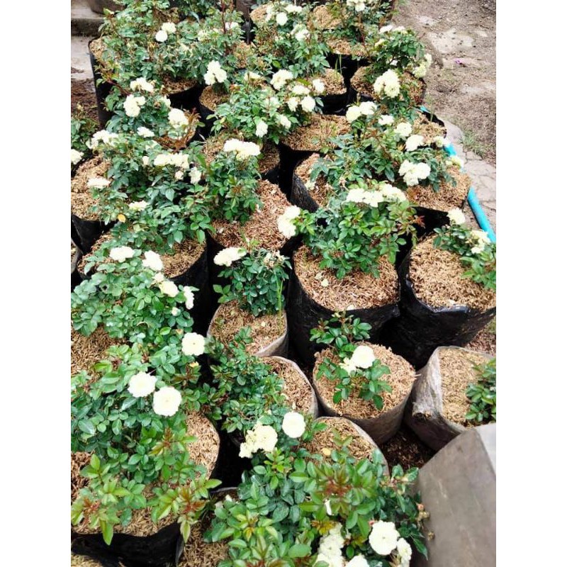 Jual Mawar Lokal / MAWAR LEMBANG / MAWAR SEGAR / MAWAR DEWASA / MAWAR ...