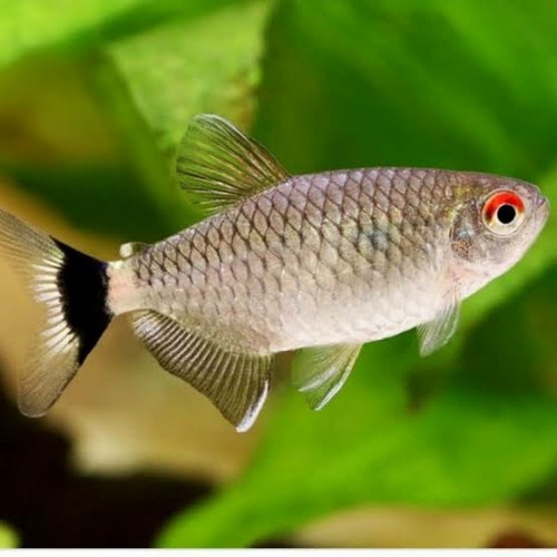 Jual Ikan Red Eye Tetra/Mata Merah | Ikan Hias Akuarium Air Tawar ...