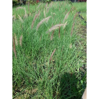 Jual Tanaman Alang Alang / Ilalang Bunga Putih / Cogon Grass / Rumput ...