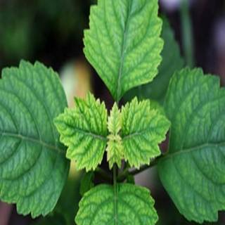 Daun nilam atau dilem segar 500gram siap petik | Shopee Indonesia