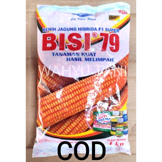 Jual BISI 79 BENIH JAGUNG HIBRIDA F1 SUPER DUA TONGKOL 1 KG | Shopee ...
