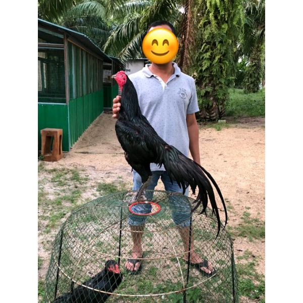 Jual pakhoy kumbang (Brakot) full HITAM telur fertil (TERLARIS ...