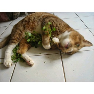 Jual 20 Benih CATNIP atau akar kucing | Shopee Indonesia