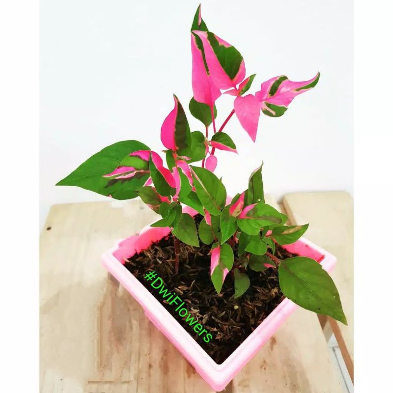 Jual ( BISA COD ) Tanaman Hias Sephia Pink Alternanthera Ficoidea Bunga ...