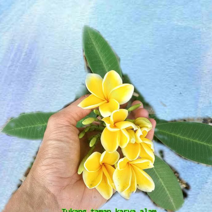 Jangan Lewatkan! Gambar Bunga Kamboja Warna Kuning Terpopuler ...