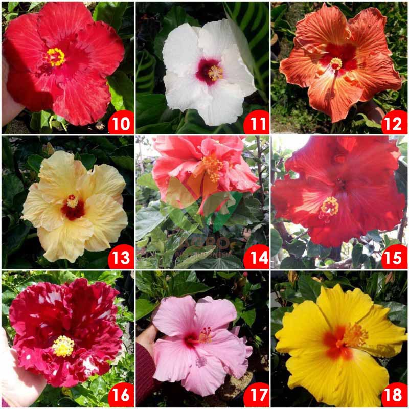 Ini Dia! 13+ Struktur Tanaman Bunga Sepatu Terbaik - Informasi Seputar ...