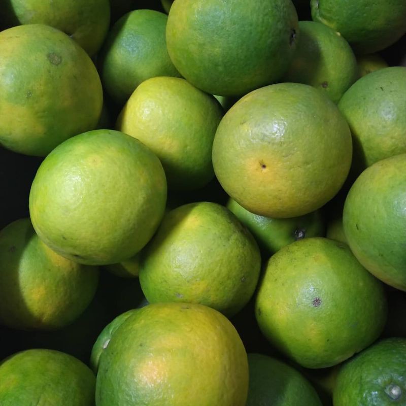 Jual jeruk baby java manis 1kg | Shopee Indonesia