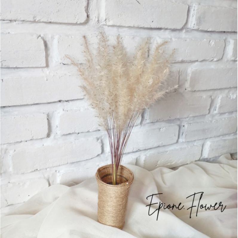 Jual Bunga Kering Ilalang 1 ikat (10 batang) | Shopee Indonesia