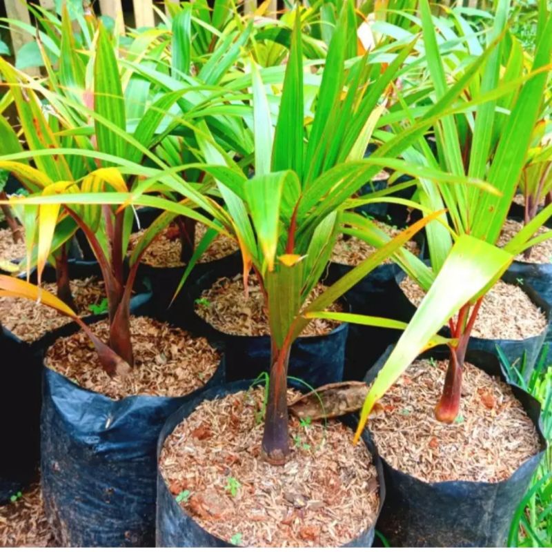 Jual tanaman hias palem botol merah | Shopee Indonesia