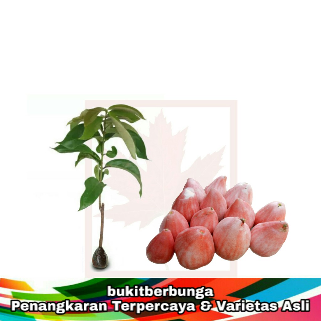 Jual Tanaman Buah Jambu Bol Candy Strip | Shopee Indonesia