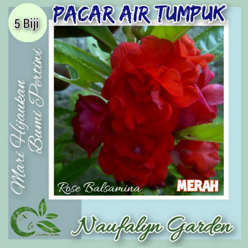 Jual 5 Benih Bunga Pacar Air Merah Tumpuk Rose Balsamina Benih Biji ...