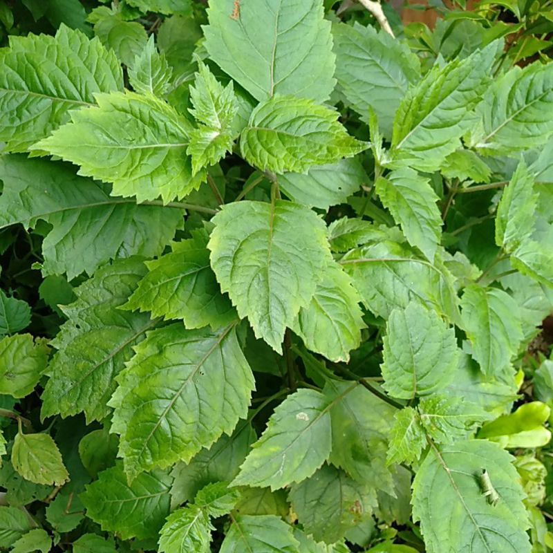 Jual Daun Nilam Tanaman Obat minim order 2 pohon | Shopee Indonesia