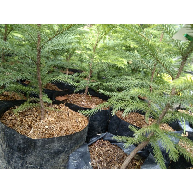 Jual bibit tanaman pohon Cemara pentris ungull | Shopee Indonesia