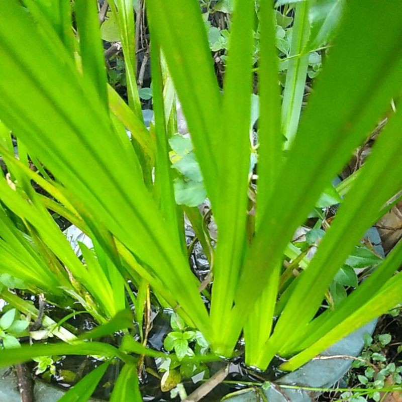 Jual Jaringao Jeringau tanaman Obat minim order 2 pohon @ Indonesia ...