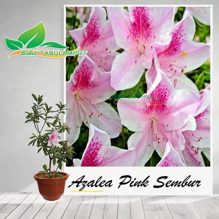 Jual Bibit Tanaman Hias Bunga Azalea Pink Sembur Berbunga ( Tanaman ...