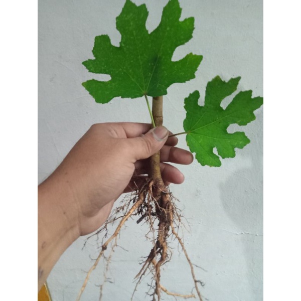 Jual AKAR POHON PULUTAN/PUNGPURUTAN SEGAR 250gr OBAT,HERBAL | Shopee ...