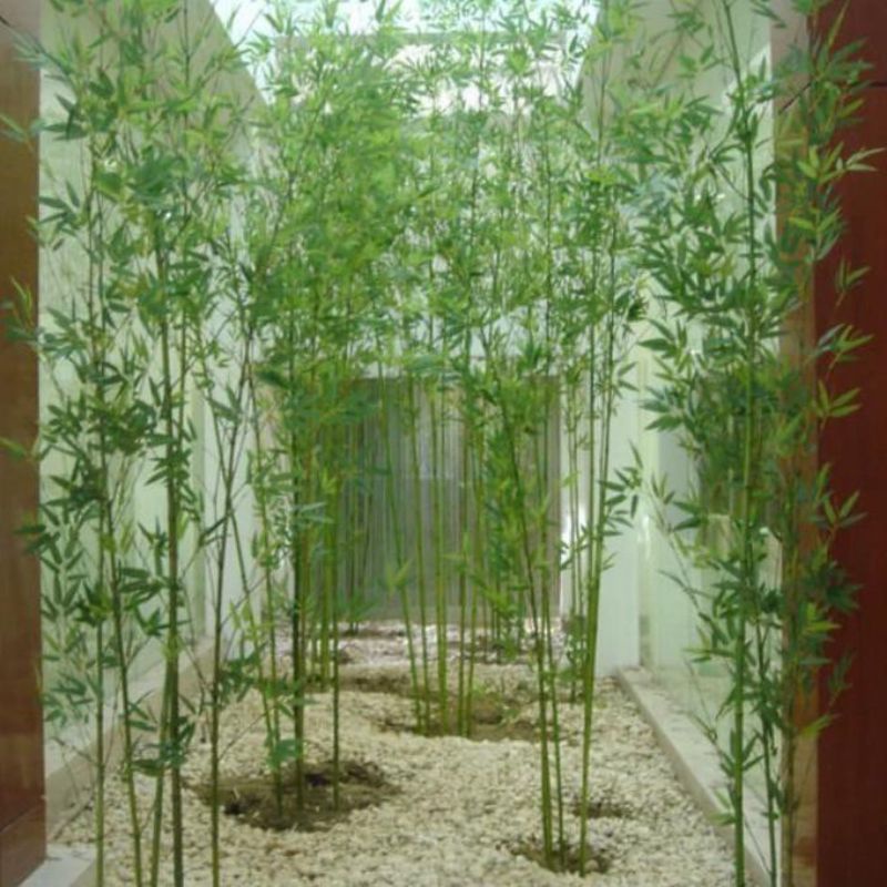 Jual tanaman bambu cina hijau tinggi 80 sampai 100 cm | Shopee Indonesia