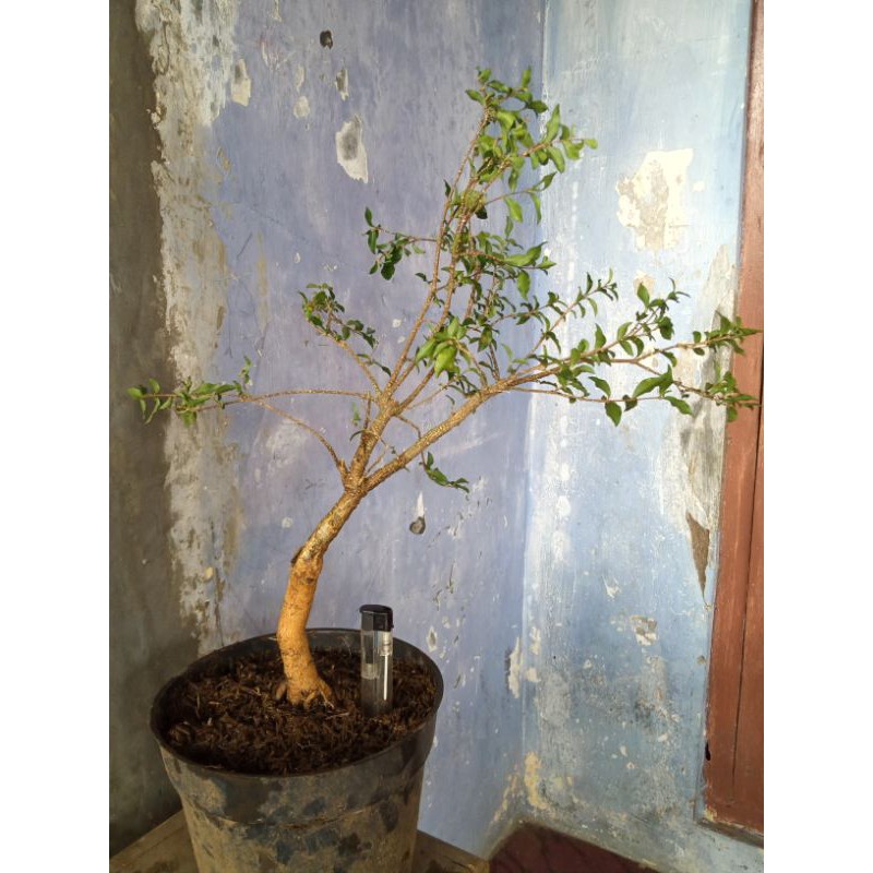 Jual Bahan Bonsai Sakura Mikro | Shopee Indonesia Jual Bahan Bonsai Sakura Mikro | Shopee Indonesia