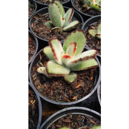 Harga scullen Terbaru Mei 2025 | BigGo Indonesia