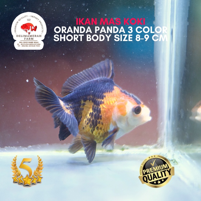 Jual IKAN MAS KOKI ORANDA PANDA 3 COLOR SHORT BODY SIZE 8-9 CM | Shopee ...