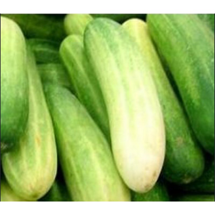 Harga Bonteng Terbaru Februari 2024 |BigGo Indonesia