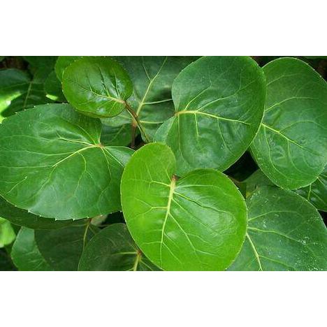 Jual DAUN MANGKOKAN / MANGKOK SEGAR NOTHOPANAX SCUTELLARIUM TANAMAN ...