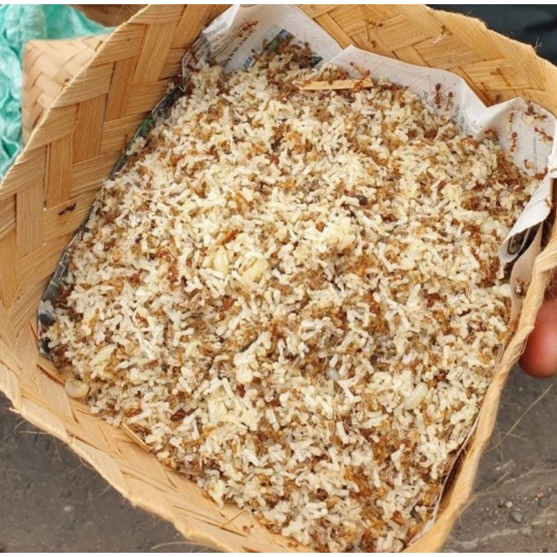 Jual Kroto Semut RangRang Segar Pakan Burung Berkicau | Shopee Indonesia