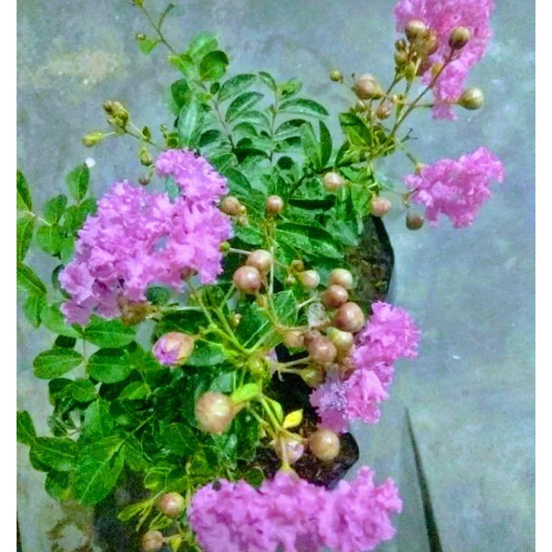 Jual Bunga Sakura Mini atau mikro | Shopee Indonesia