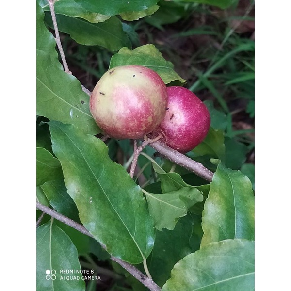 Jual Tanaman Bibit Rukem buah / plum buah cepat berbunga Indonesia ...