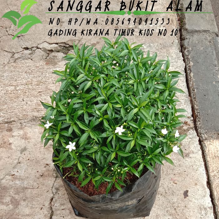 Jual tanaman hias bunga sabrina melati rombusa putih - Putih | Shopee ...