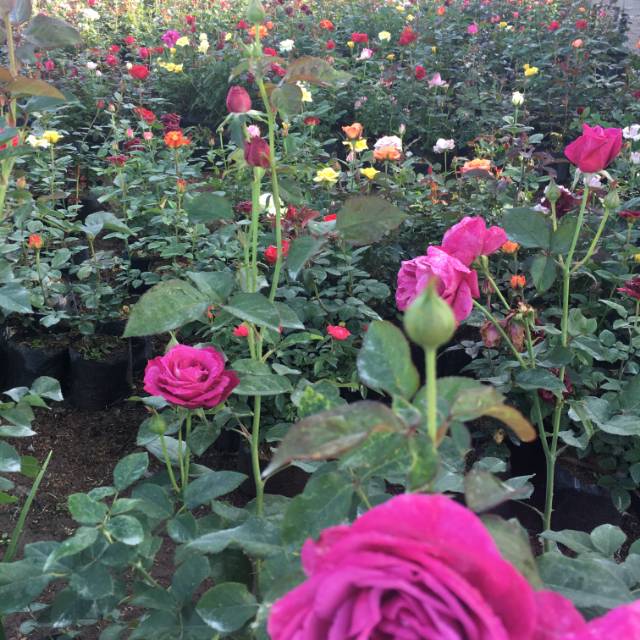 Jual MAWAR HARGA TERJANGKAU 10pcs | Shopee Indonesia